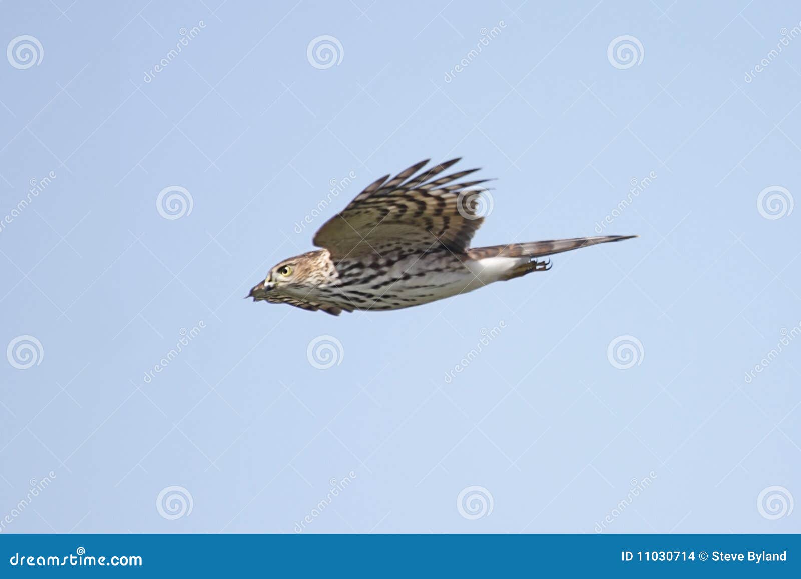 Sharp-shinned Hawk in Flight Stock Photo - Image of wing, raptor: 11030714