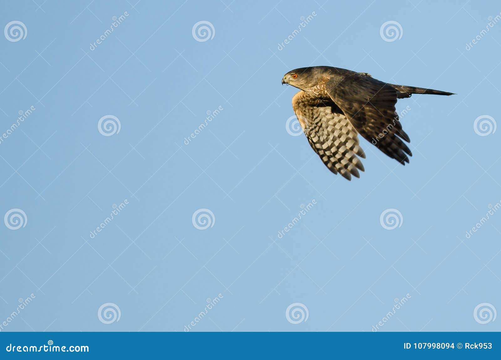 Sharp-Shinned Hawk Flying in a Blue Sky Stock Photo - Image of hawk ...
