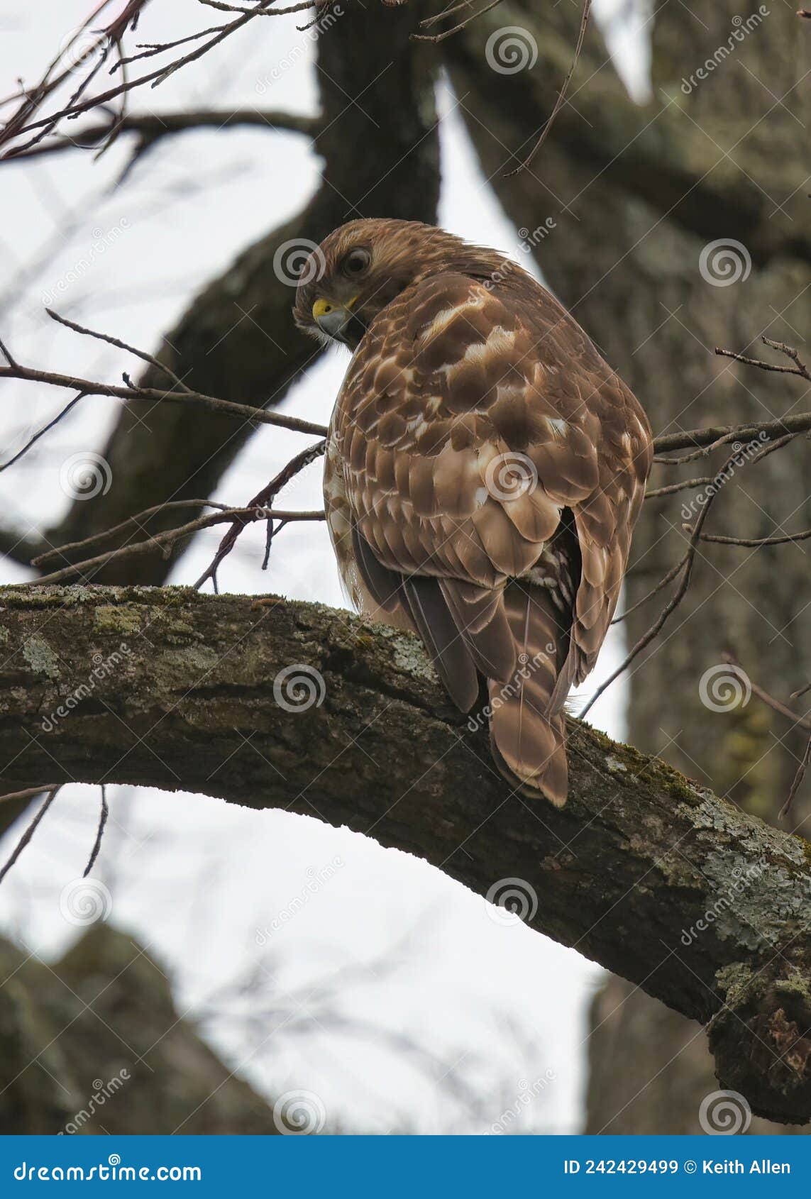 A Sharp Shinned Hawk Gazes Down from Its Perch Stock Image - Image of ...