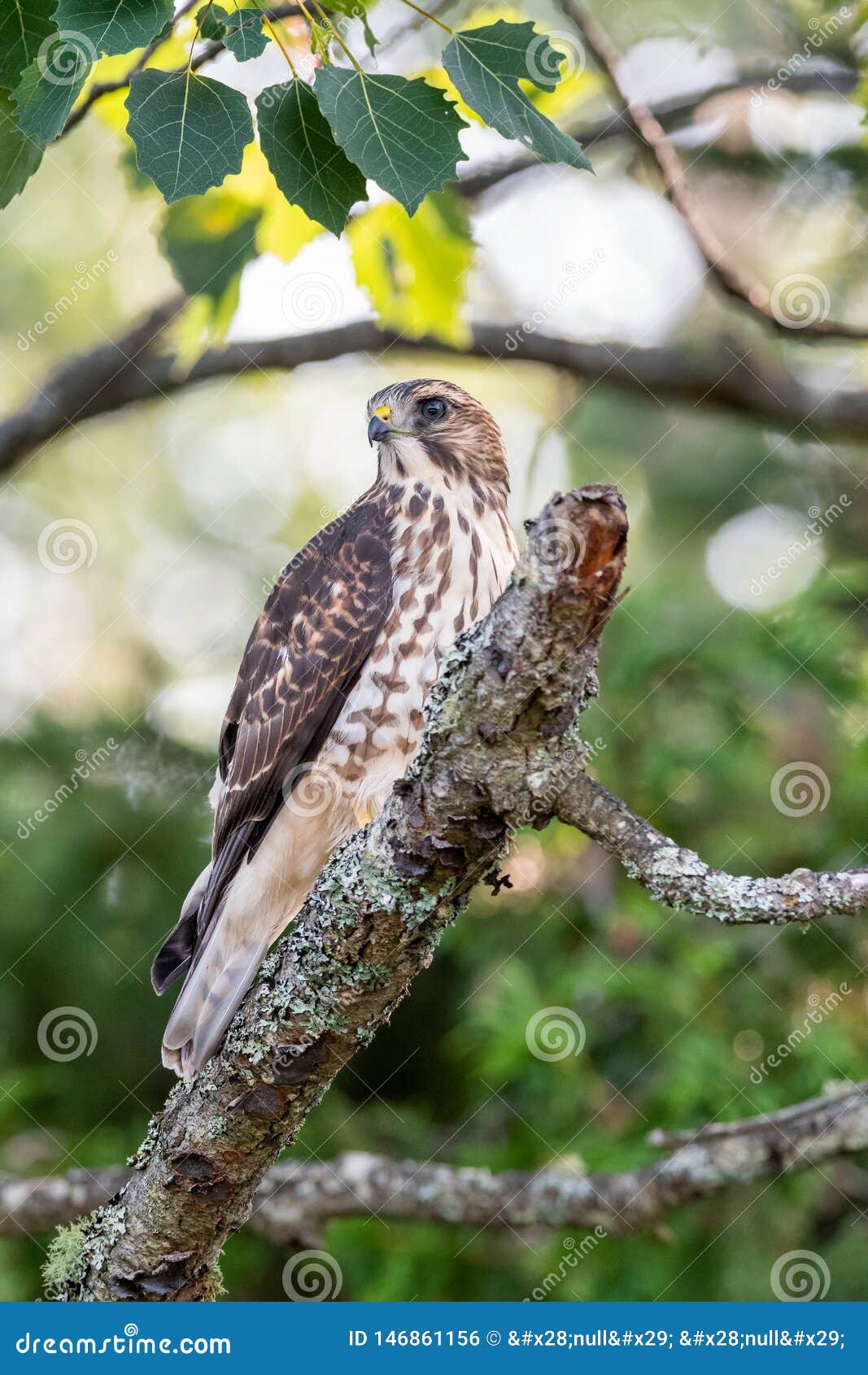 Sharp-shinned Hawk Perched on a Tree Branch Stock Photo - Image of ...