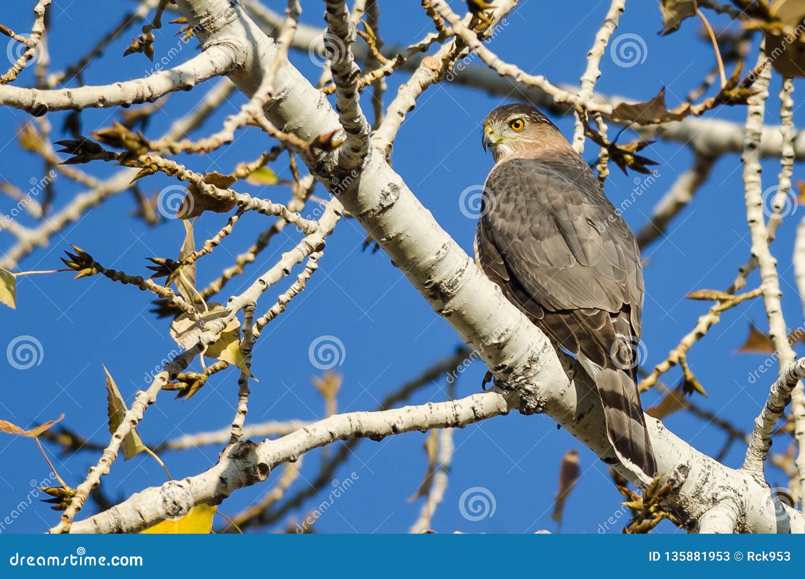 Sharp Shinned Hawk Perched High in the Bare Limbs of the Autumn Tree ...