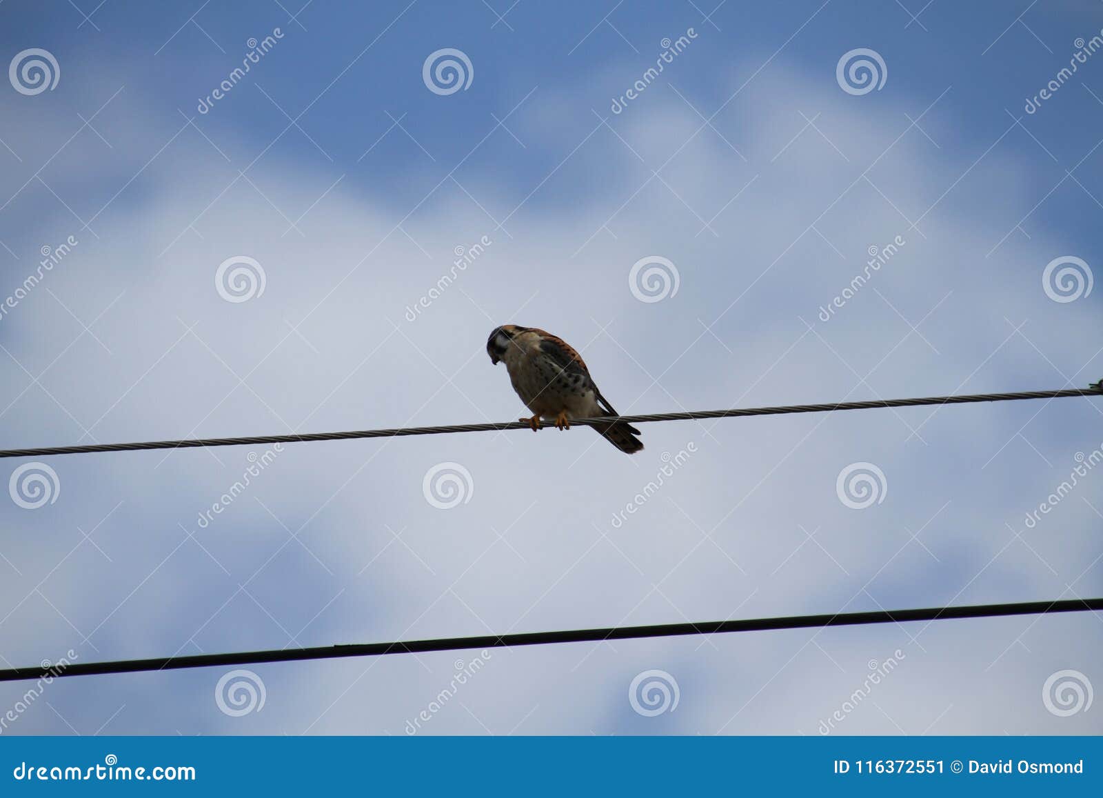 A Sharp Shinned Hawk Perched on Power Lines Stock Image - Image of ...