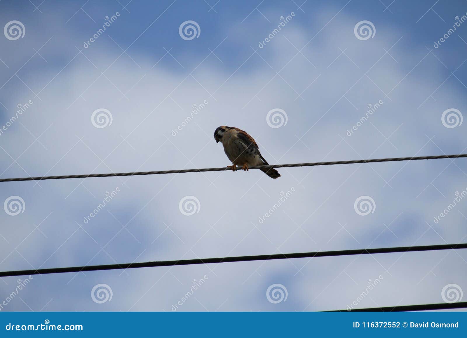 A Sharp Shinned Hawk Perched on Power Lines Stock Photo - Image of ...