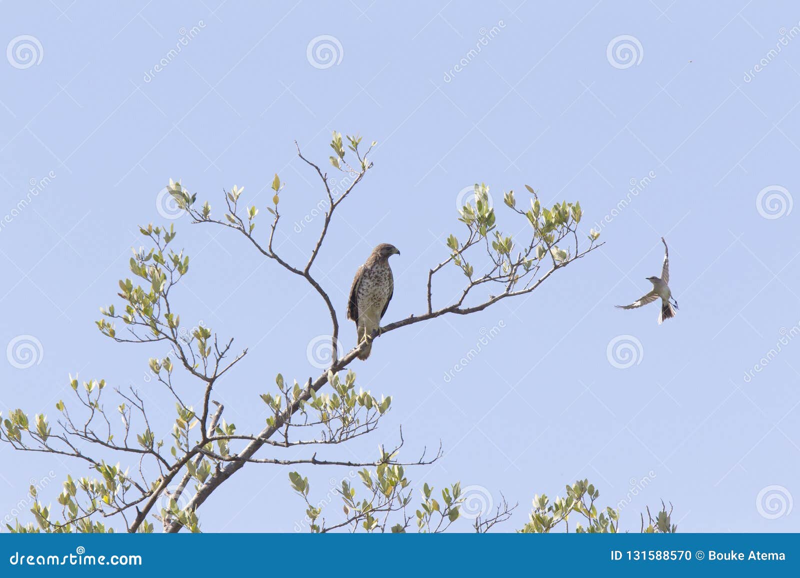 A Sharp-shinned Hawk Accipiter Striatus Perched in a Tree on a Branch ...