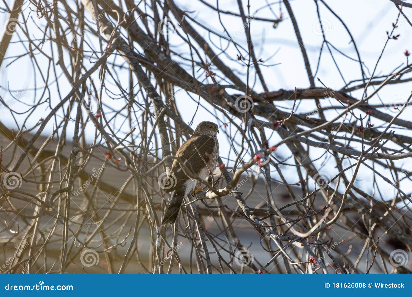 Sharp Shinned Hawk Perched in a Tree Stock Photo - Image of wildlife ...