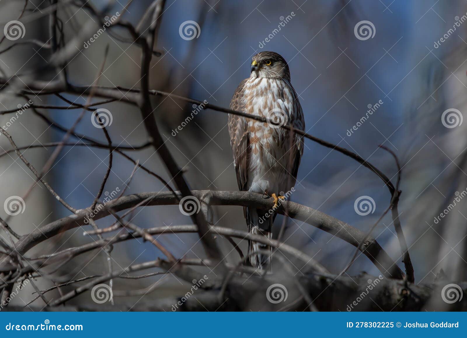 A Sharp-shinned Hawk Perching on a Tree Branch Stock Image - Image of ...