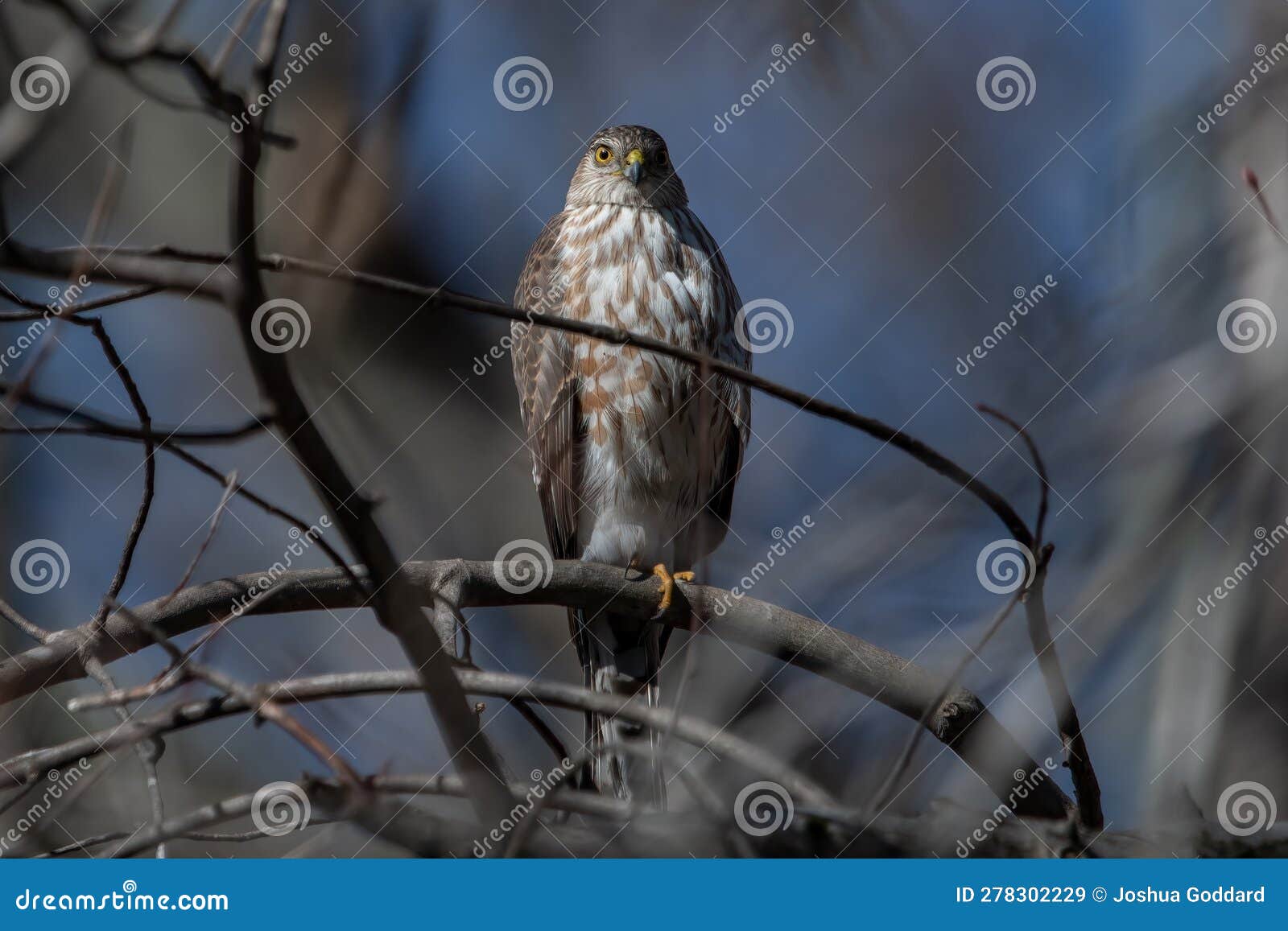 A Sharp-shinned Hawk Perching on a Tree Branch Stock Image - Image of ...