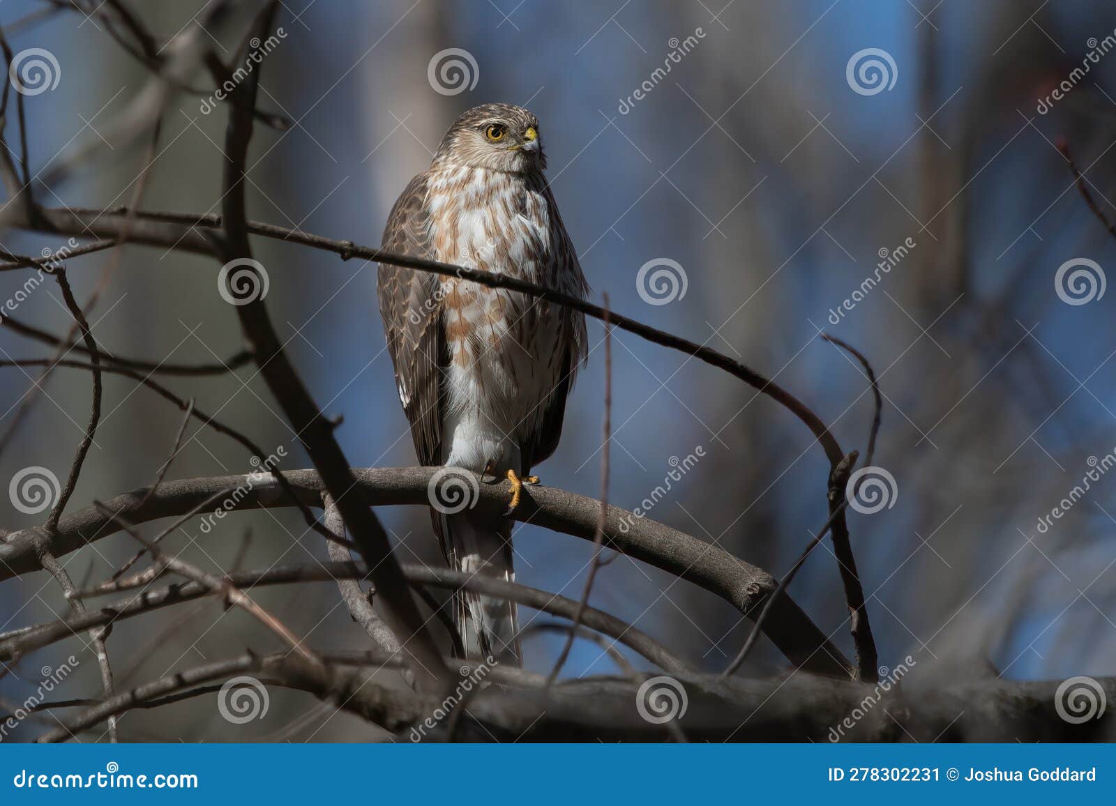 A Sharp-shinned Hawk Perching on a Tree Branch Stock Image - Image of ...