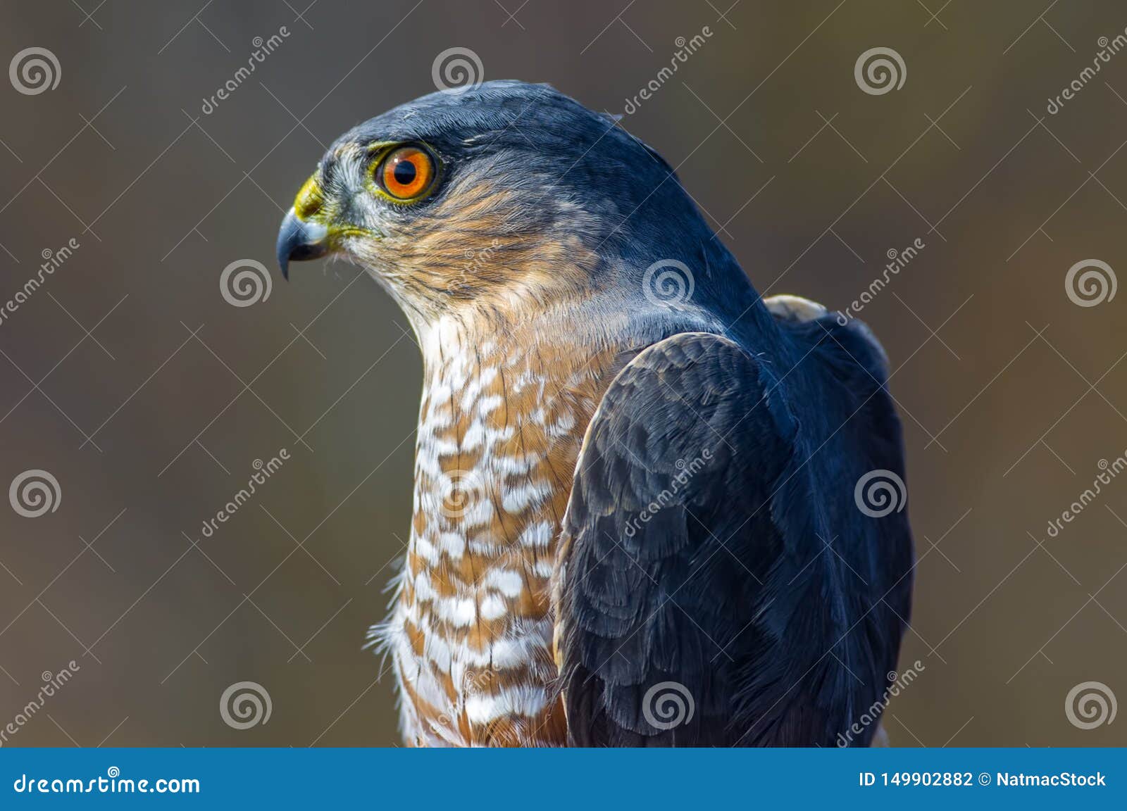 Sharp-shinned Hawk Portrait Taken during Fall Bird Migrations at Hawk ...