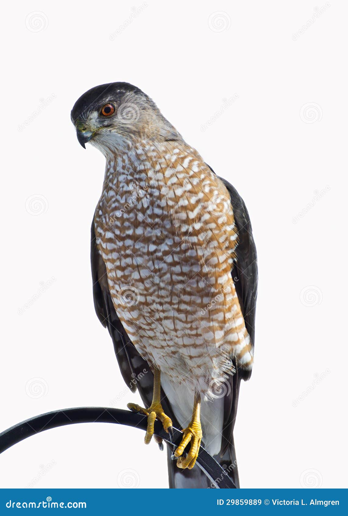 Sharp-Shinned Hawk (accipiter Striatus) Stock Image - Image of hunter ...