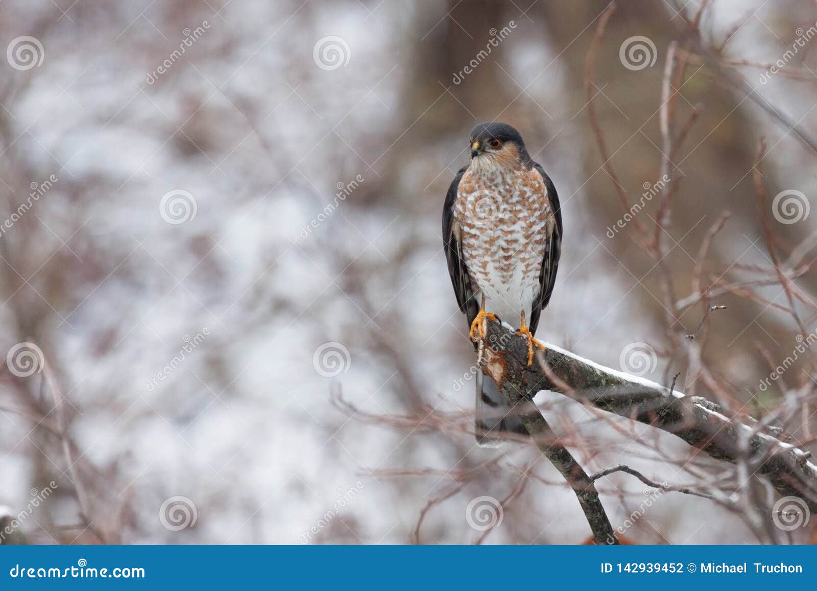 Sharp-shinned Hawk Portrait Taken During Fall Bird Migrations At Hawk ...