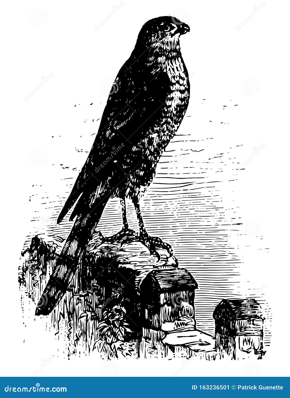 Sharp Shinned Hawk Small Vintage Illustration Stock Vector ...