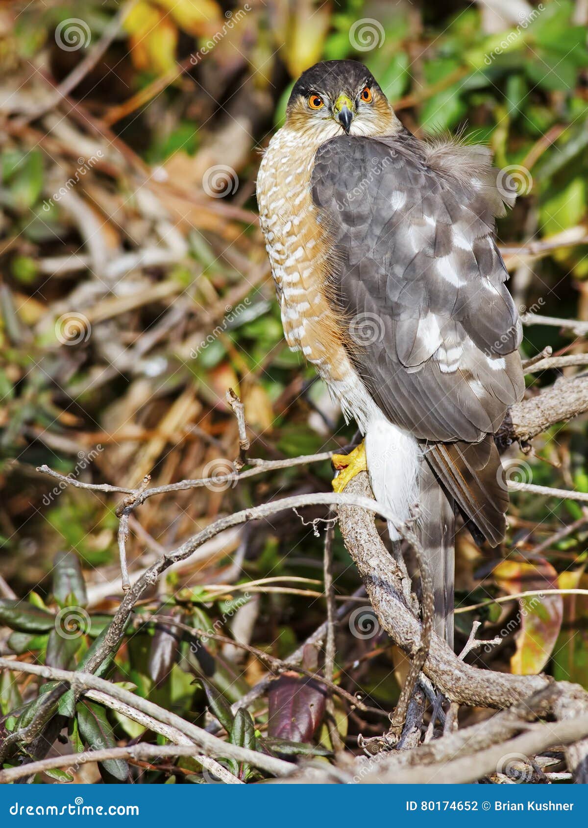 Sharp-shinned Hawk Portrait Taken During Fall Bird Migrations At Hawk ...