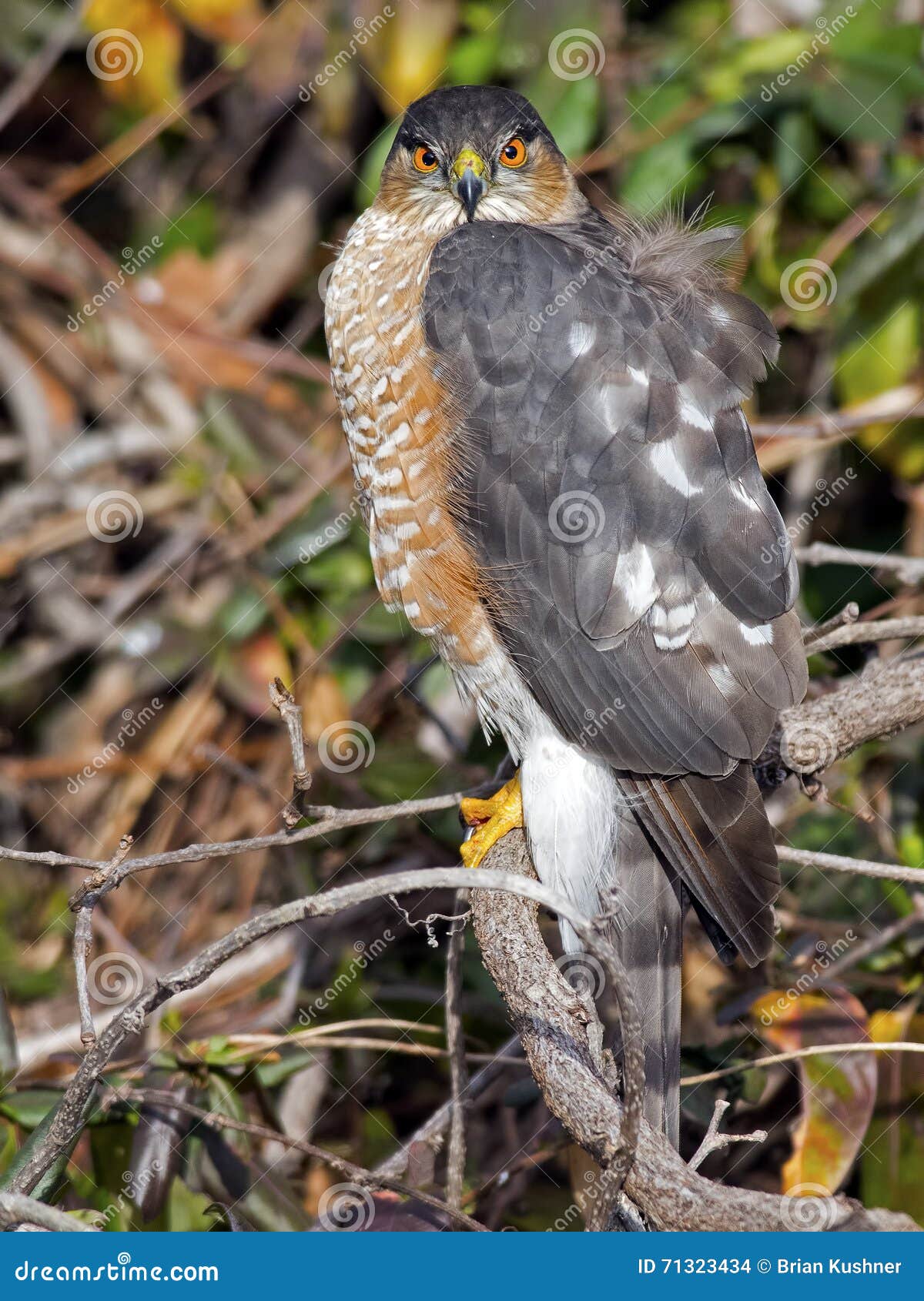 Sharp-shinned Hawk stock photo. Image of hawk, animal - 71323434