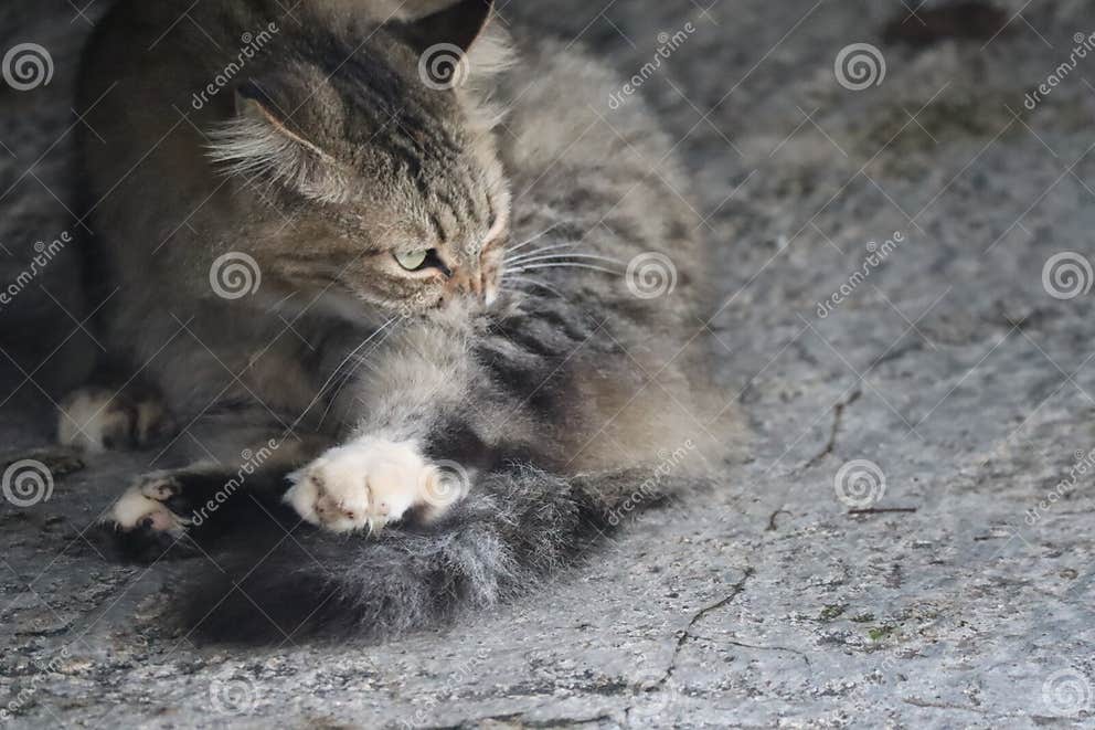 A sharp sideways glance stock photo. Image of wildcat - 314543078