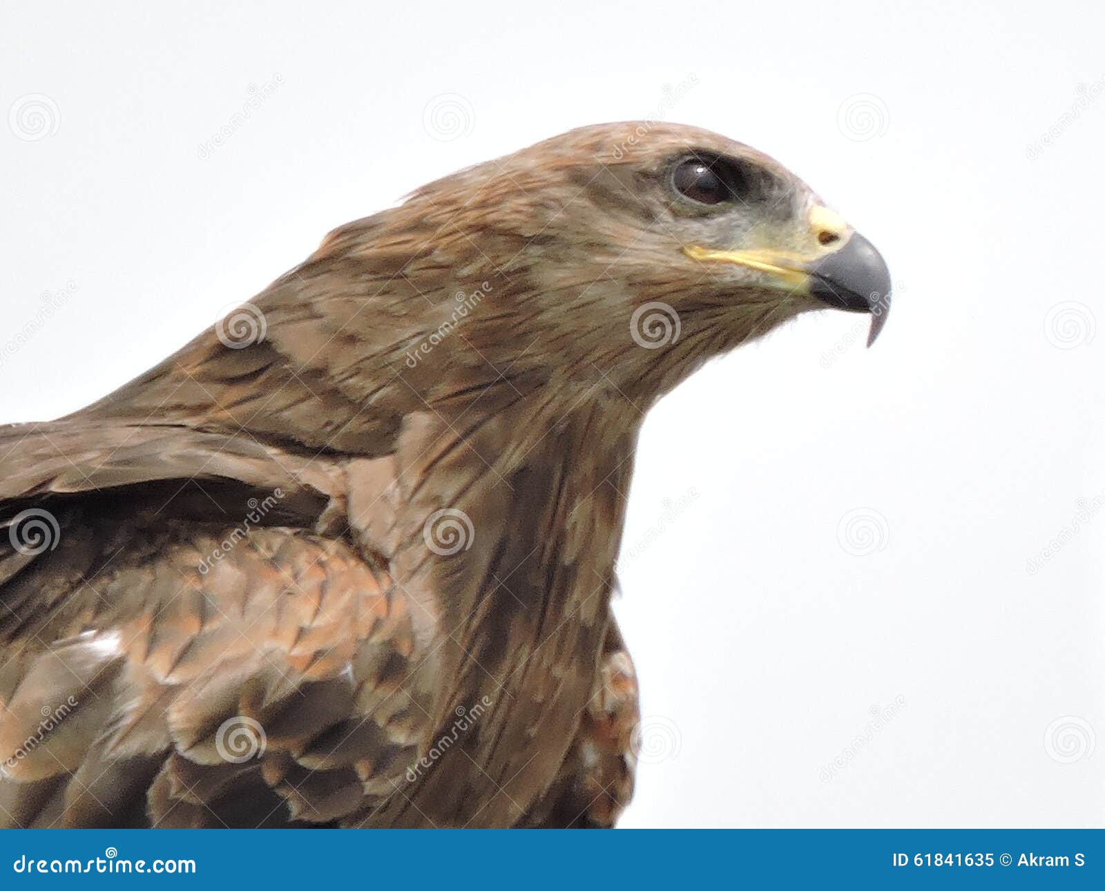 Sharp Sight Of The Royal Bengal Tiger Of Sundarban Royalty-Free Stock ...