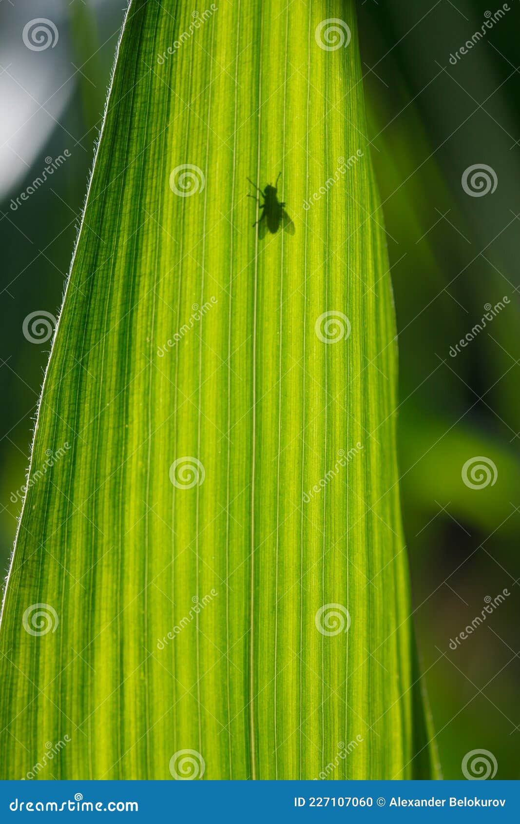 Sharp Silhouette of Fly Sitting on Translucent Green Corn Leaf with ...