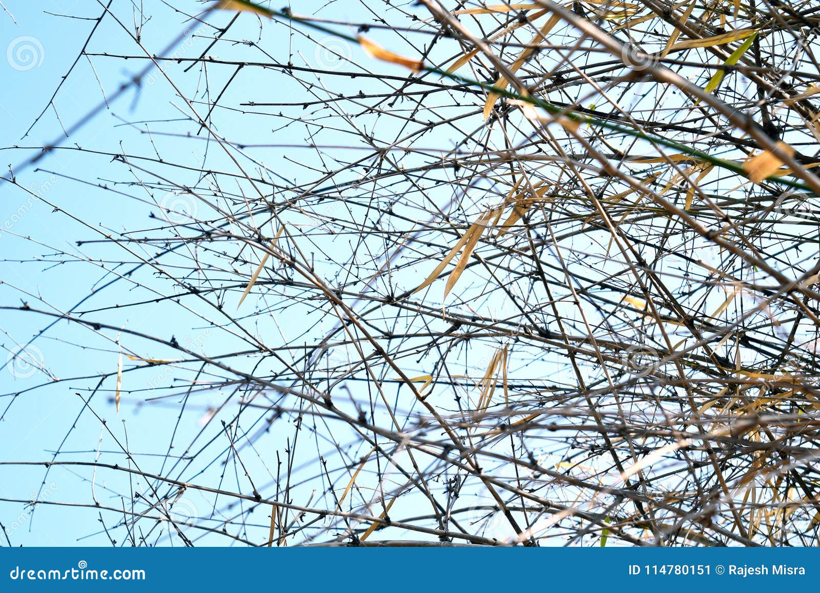 Jumble of Fall Tree Braches Stock Image - Image of branches, fall ...