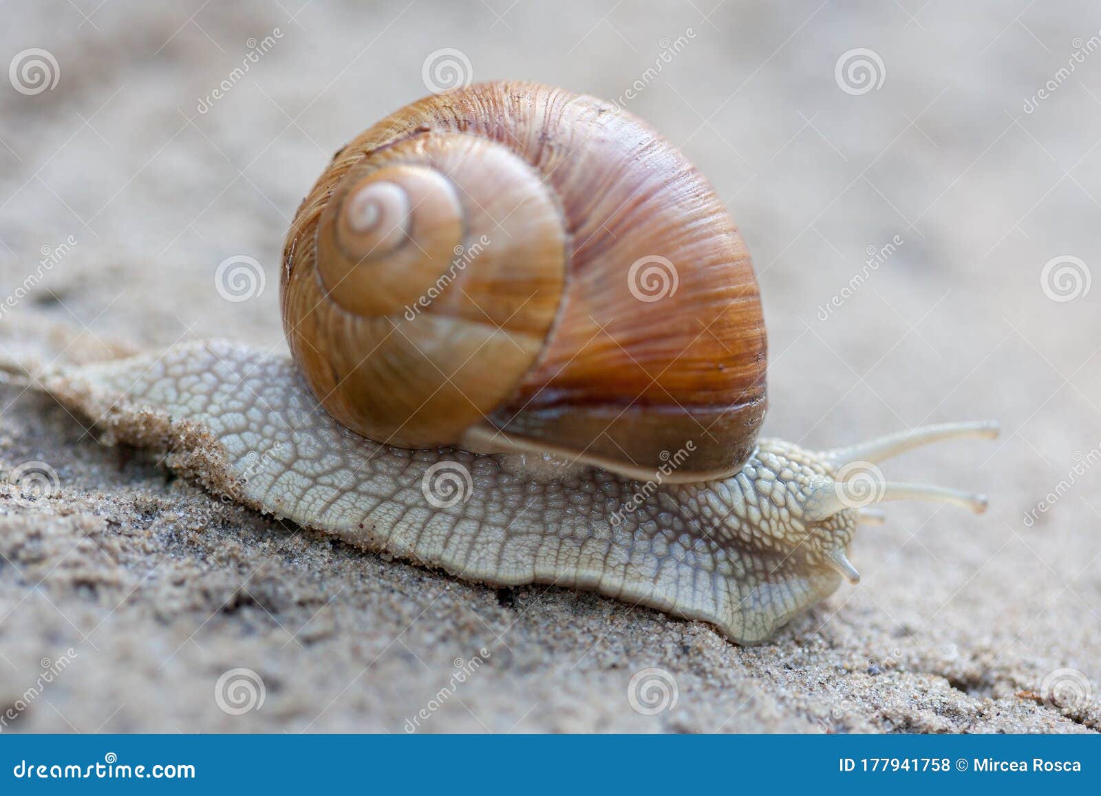 Sharp snail stock photo. Image of house, nutrition, invertebrate ...