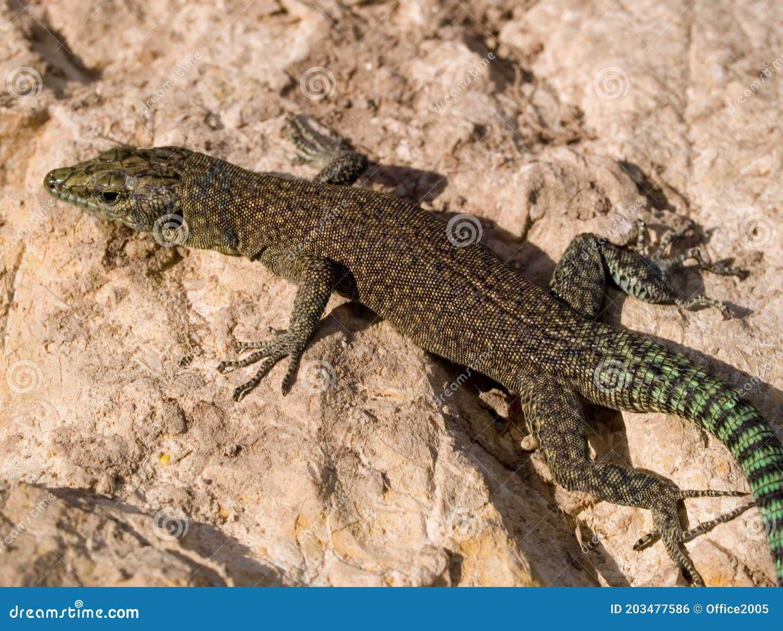 Sharp Snouted Lizard, Dalmatolacerta Oxycephala Stock Photo - Image of ...