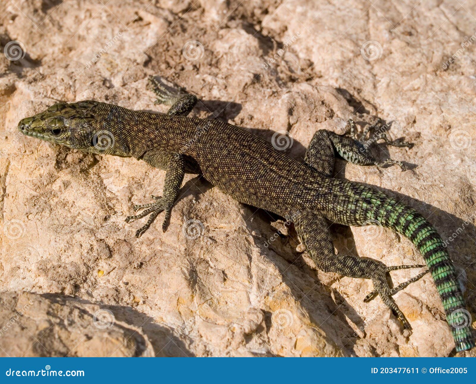 Sharp-snouted Rock Lizard Dalmatolacerta Oxycephala Stock Image ...