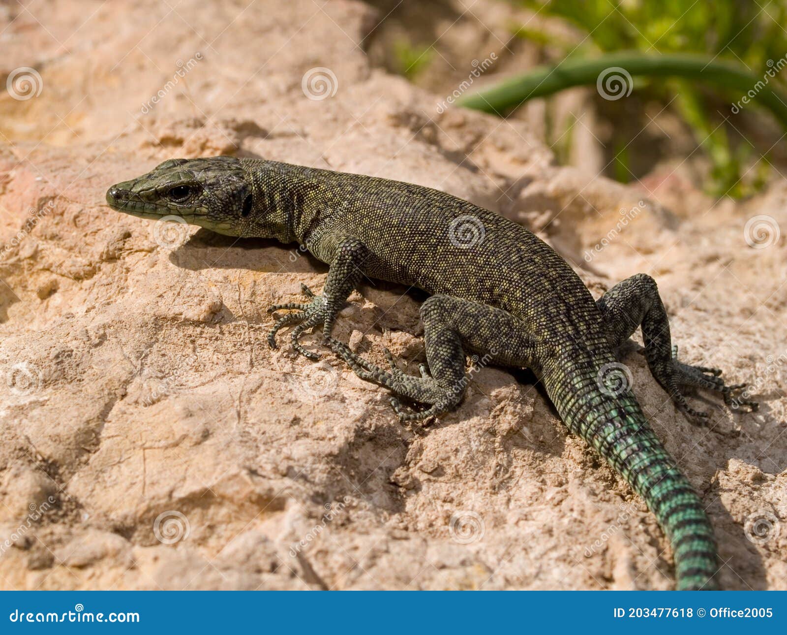 Sharp Snouted Lizard, Dalmatolacerta Oxycephala Stock Photo - Image of ...