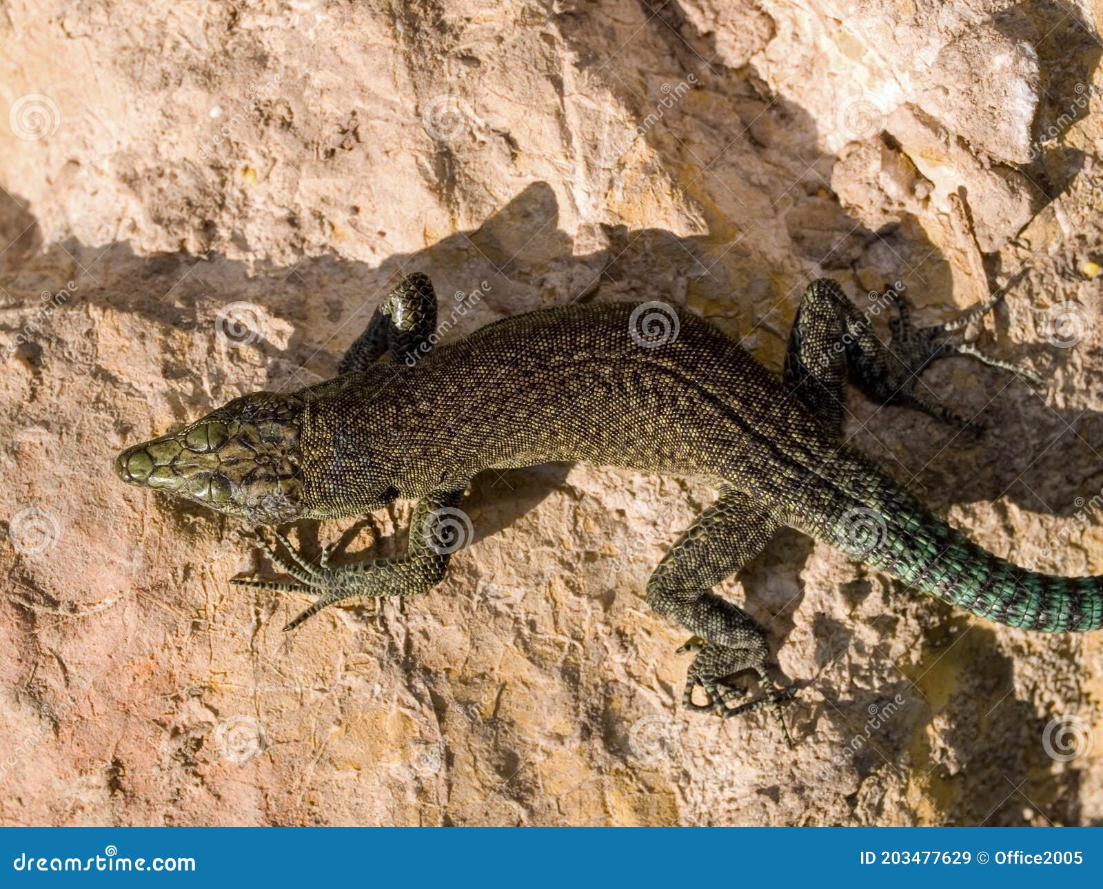 Sharp-snouted Rock Lizard Dalmatolacerta Oxycephala Stock Image ...