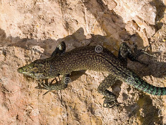 Sharp Snouted Lizard, Dalmatolacerta Oxycephala Stock Image - Image of ...
