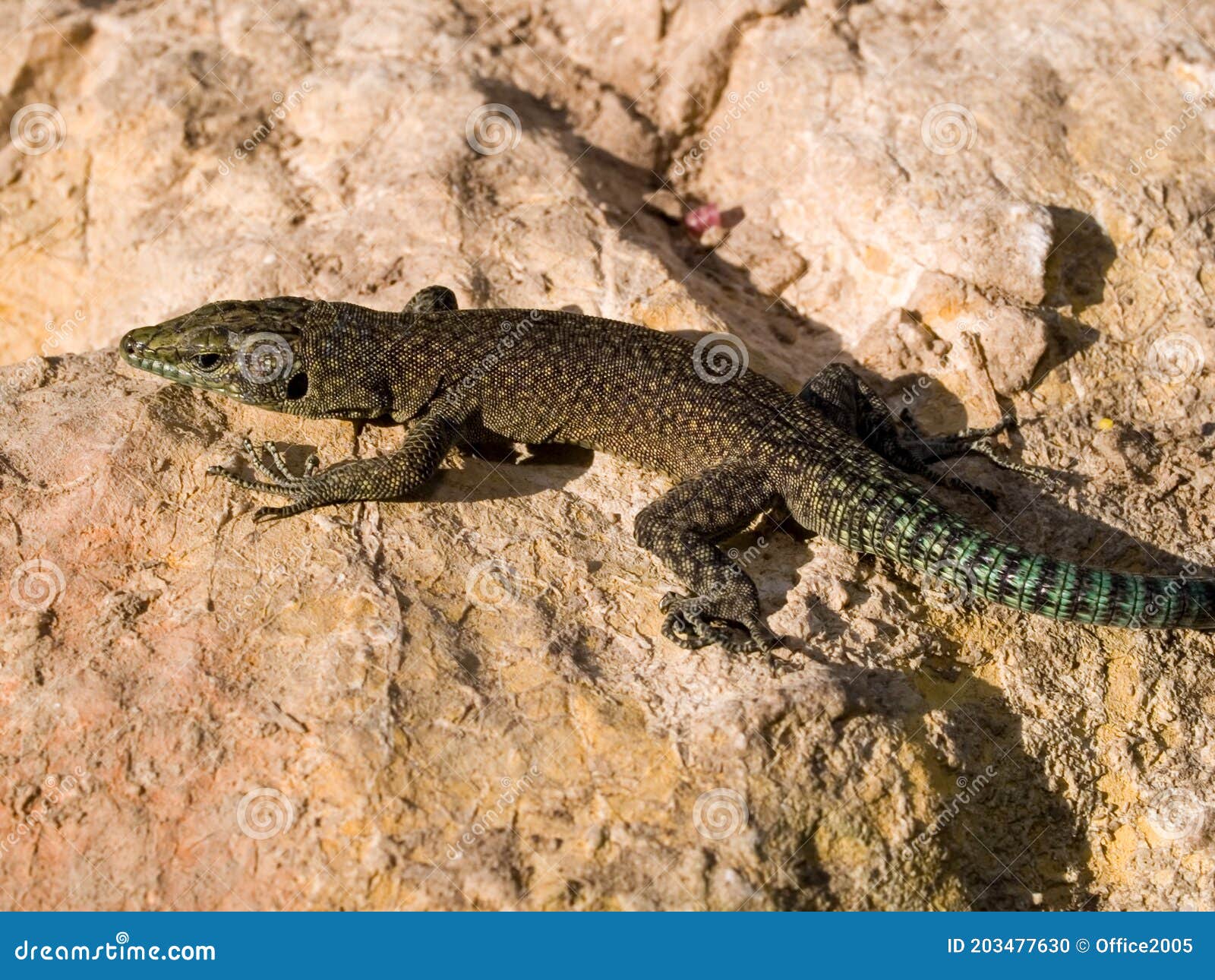 Sharp-snouted Rock Lizard Dalmatolacerta Oxycephala Stock Image ...