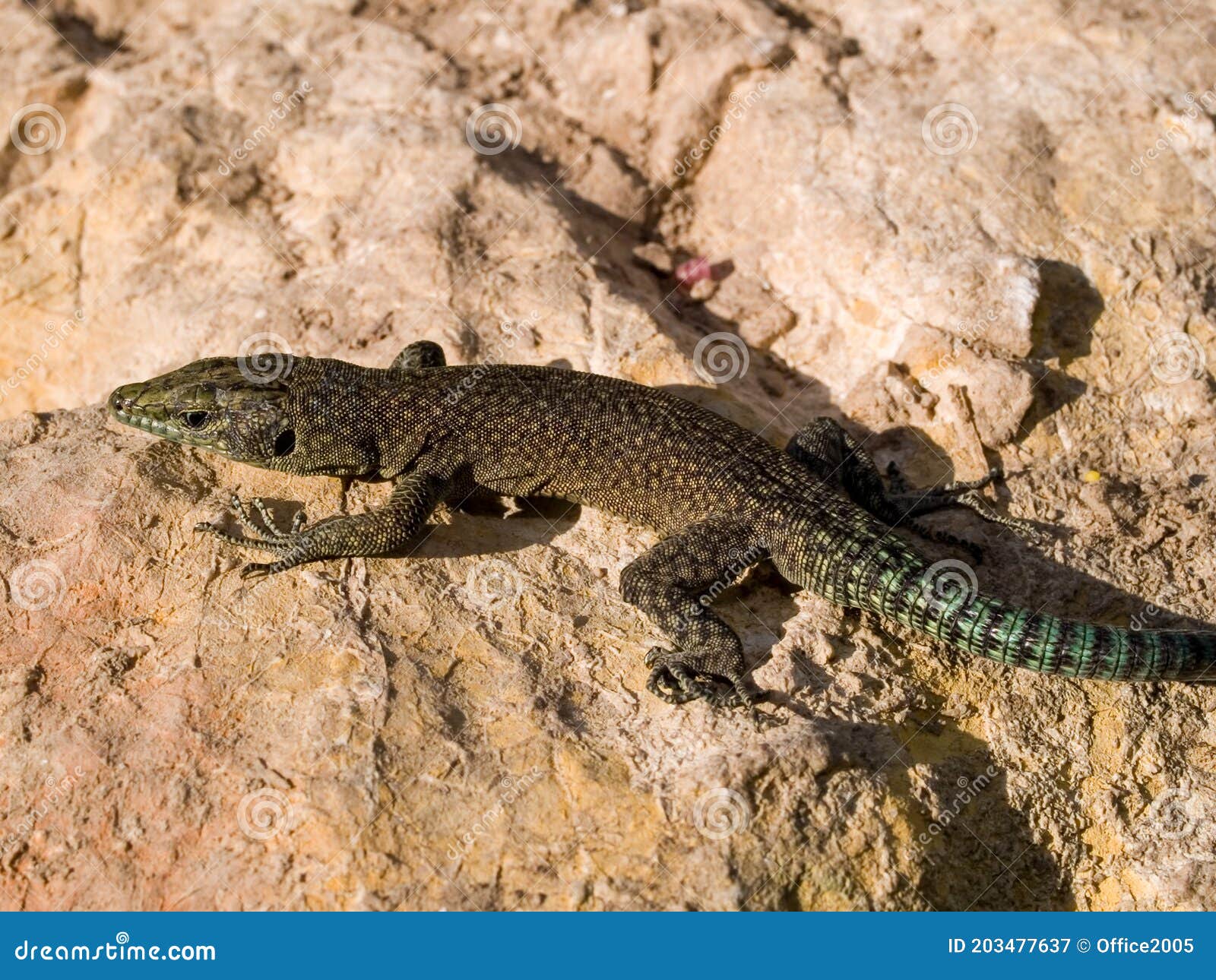 Sharp Snouted Lizard, Dalmatolacerta Oxycephala Stock Image - Image of ...