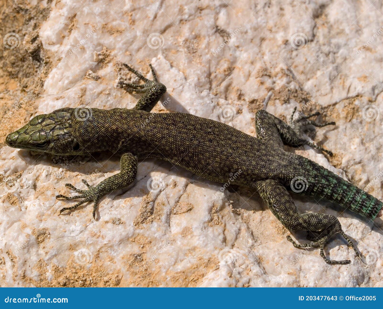 Sharp Snouted Lizard, Dalmatolacerta Oxycephala Stock Image - Image of ...