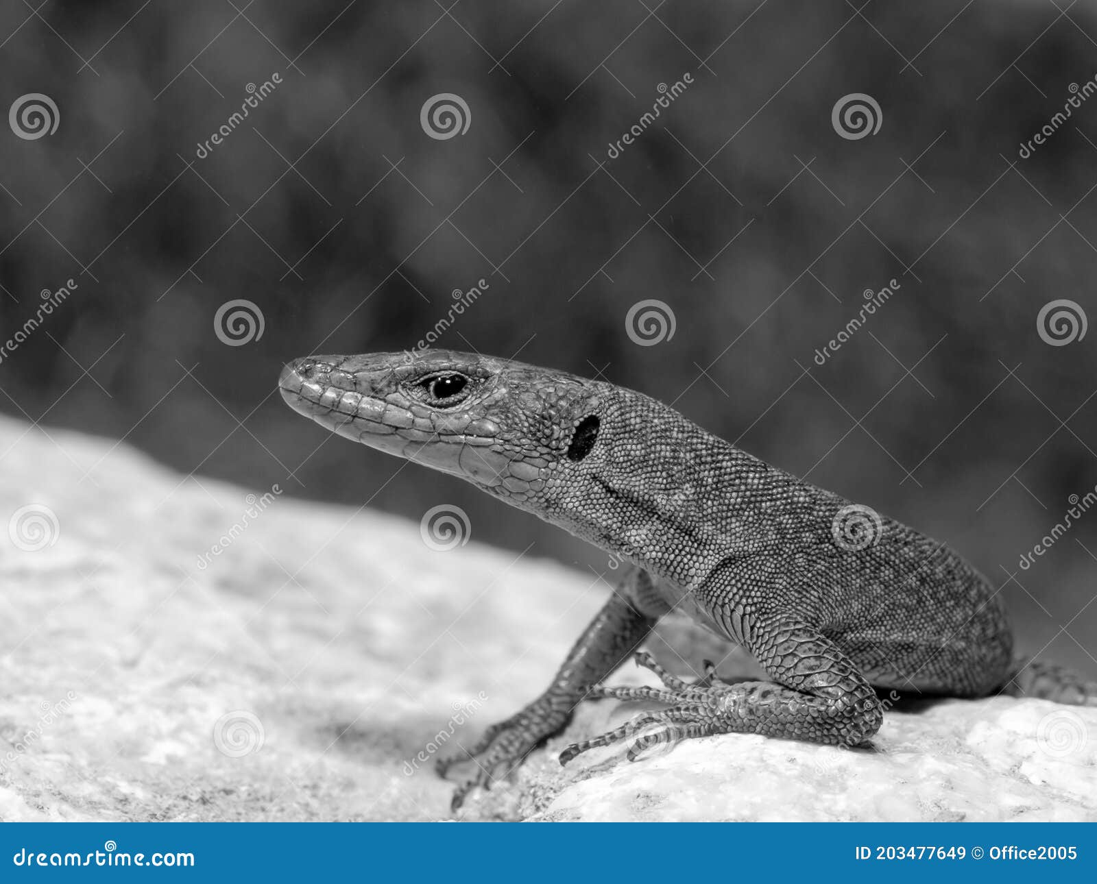 Sharp Snouted Lizard, Dalmatolacerta Oxycephala Stock Image - Image of ...
