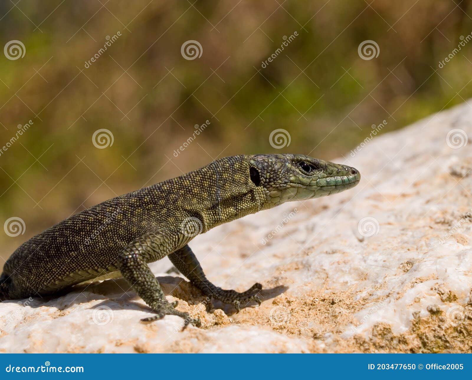 Sharp Snouted Lizard, Dalmatolacerta Oxycephala Stock Photo - Image of ...
