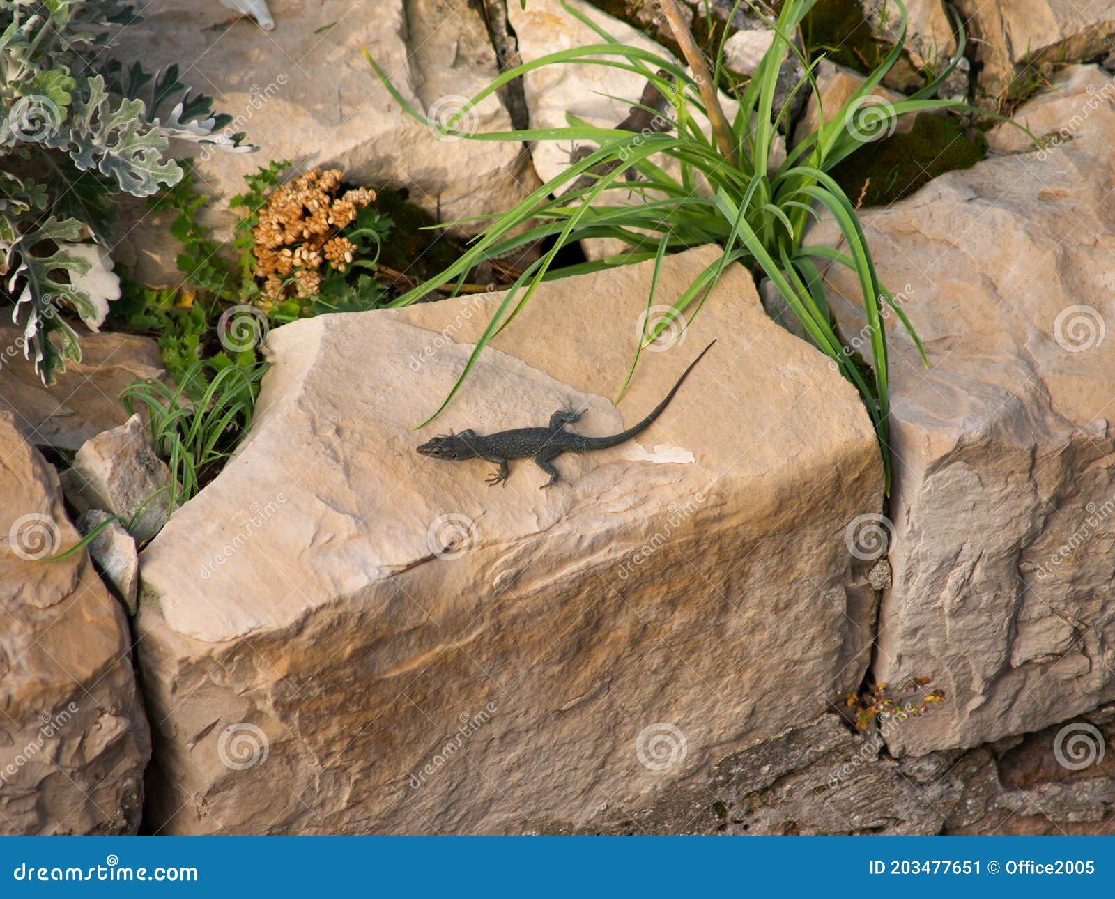 Sharp-snouted Rock Lizard Dalmatolacerta Oxycephala Stock Image ...