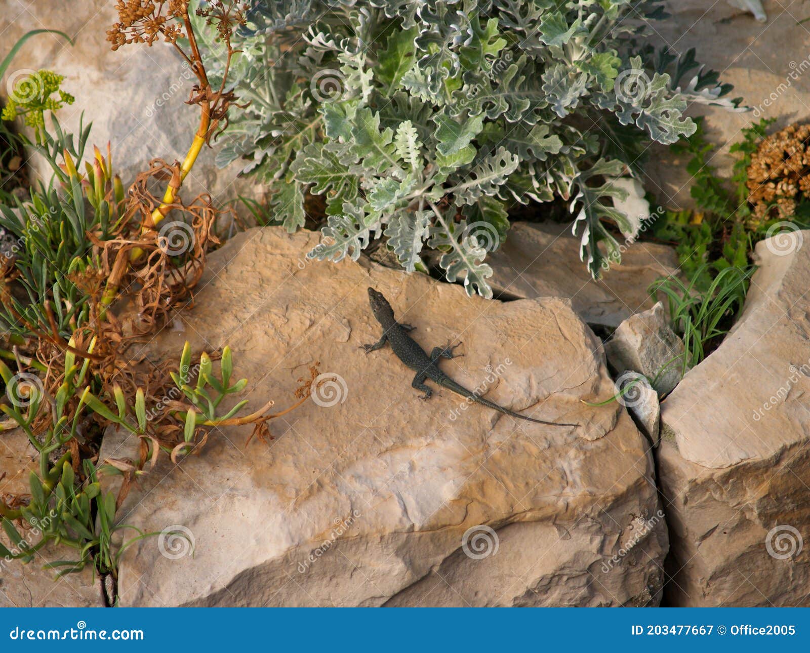 Sharp-snouted Rock Lizard Dalmatolacerta Oxycephala Stock Image ...