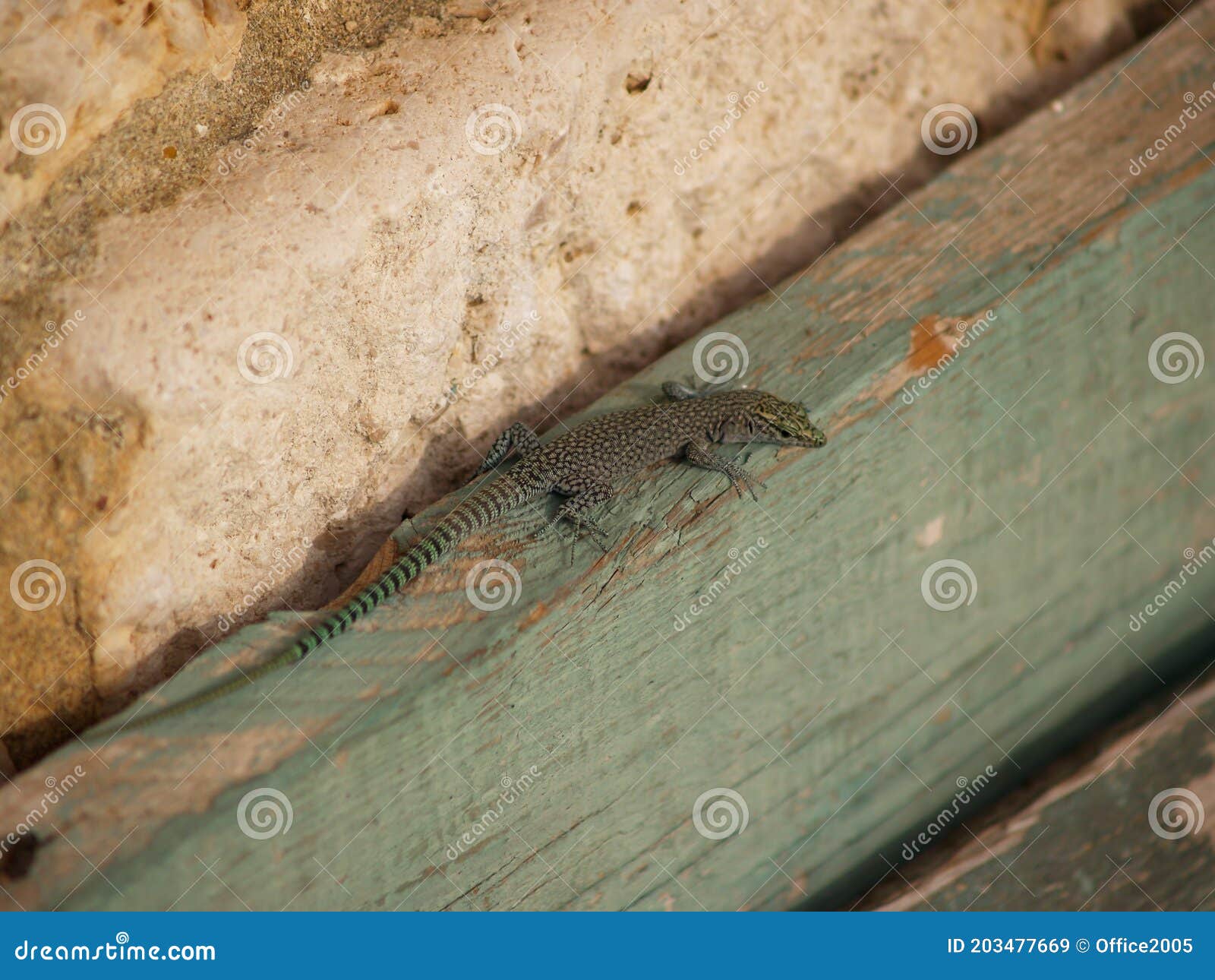Sharp-snouted Rock Lizard Dalmatolacerta Oxycephala Stock Image ...