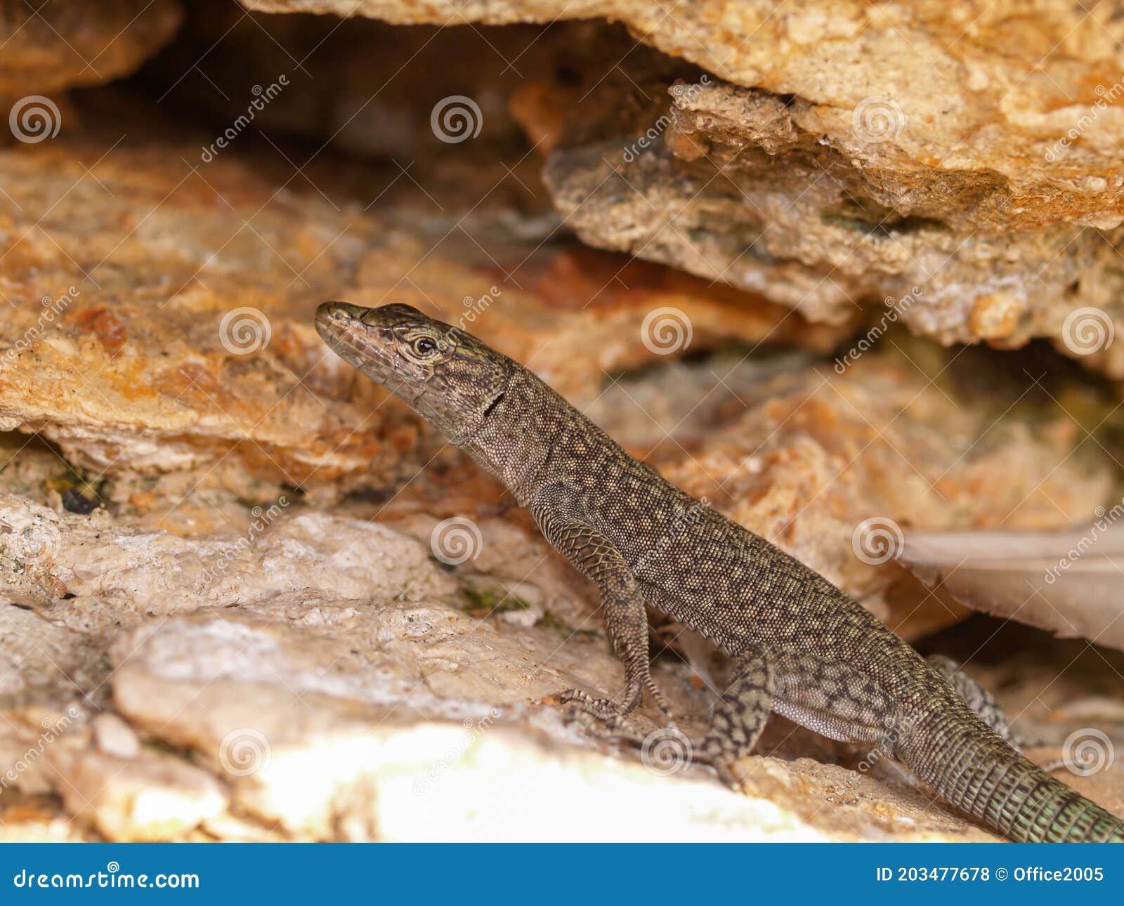Sharp Snouted Lizard, Dalmatolacerta Oxycephala Stock Photo - Image of ...
