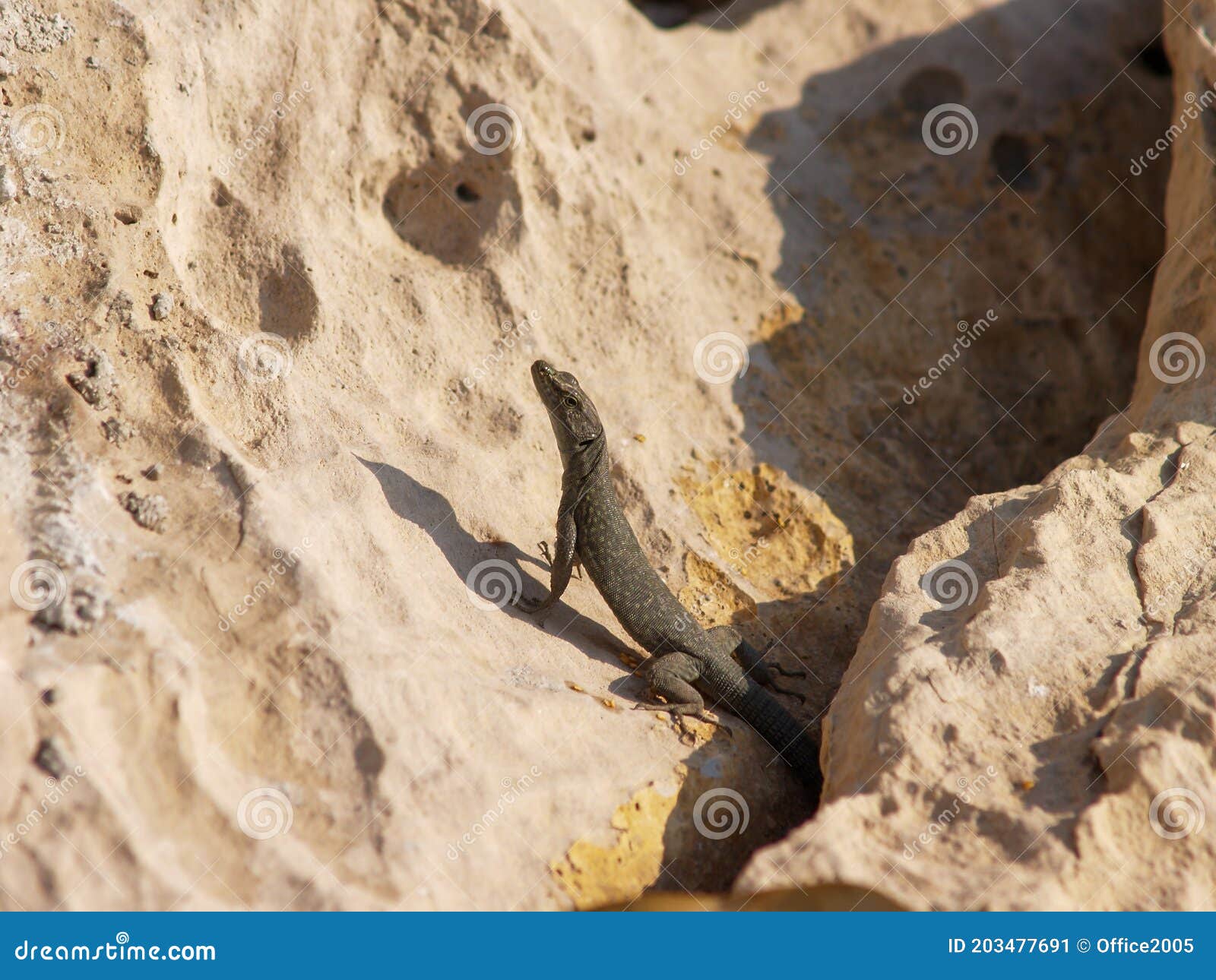 Sharp-snouted Rock Lizard Dalmatolacerta Oxycephala Stock Image ...