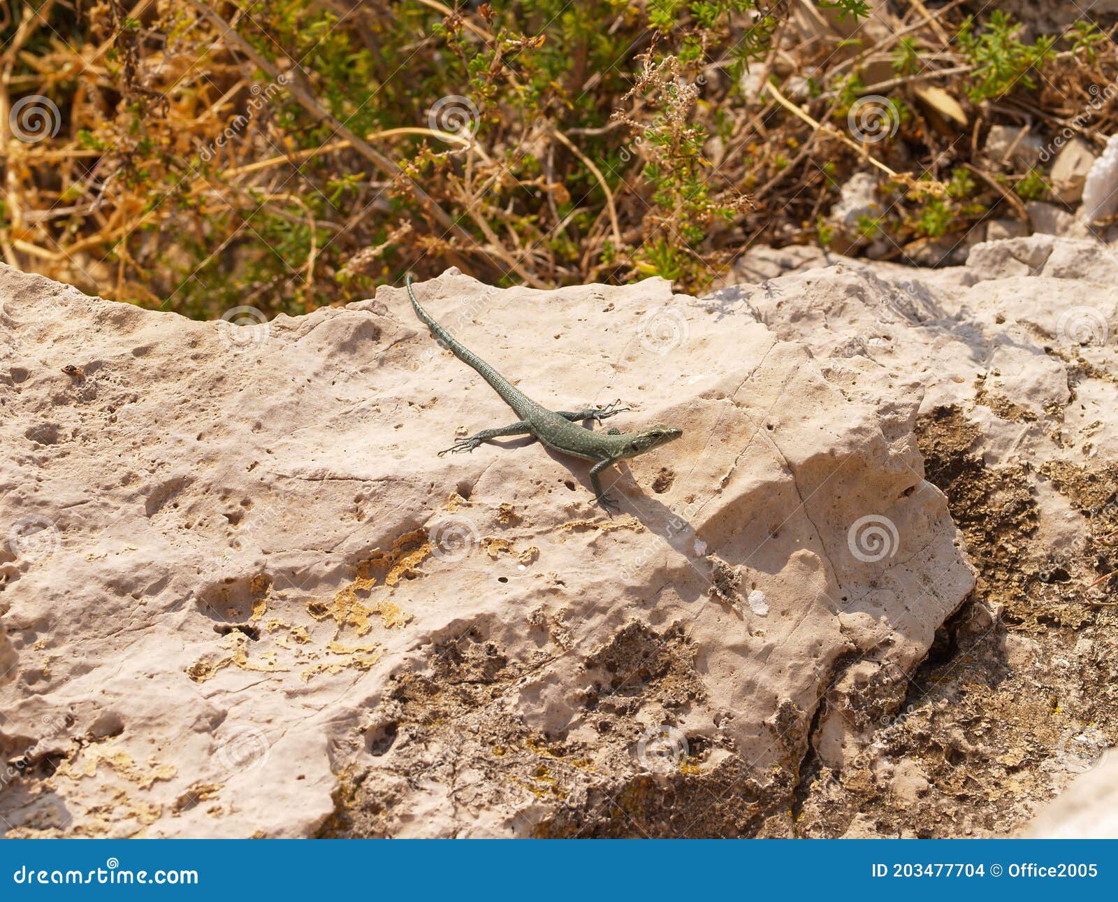 Sharp Snouted Lizard, Dalmatolacerta Oxycephala Stock Photo - Image of ...