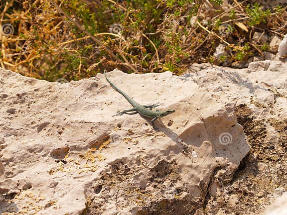 Sharp Snouted Lizard, Dalmatolacerta Oxycephala Stock Photo - Image of ...