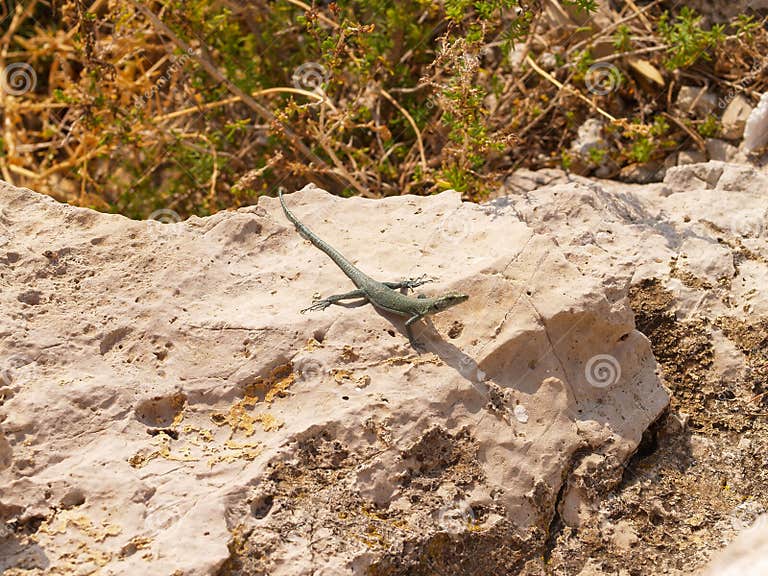 Sharp Snouted Lizard, Dalmatolacerta Oxycephala Stock Photo - Image of ...