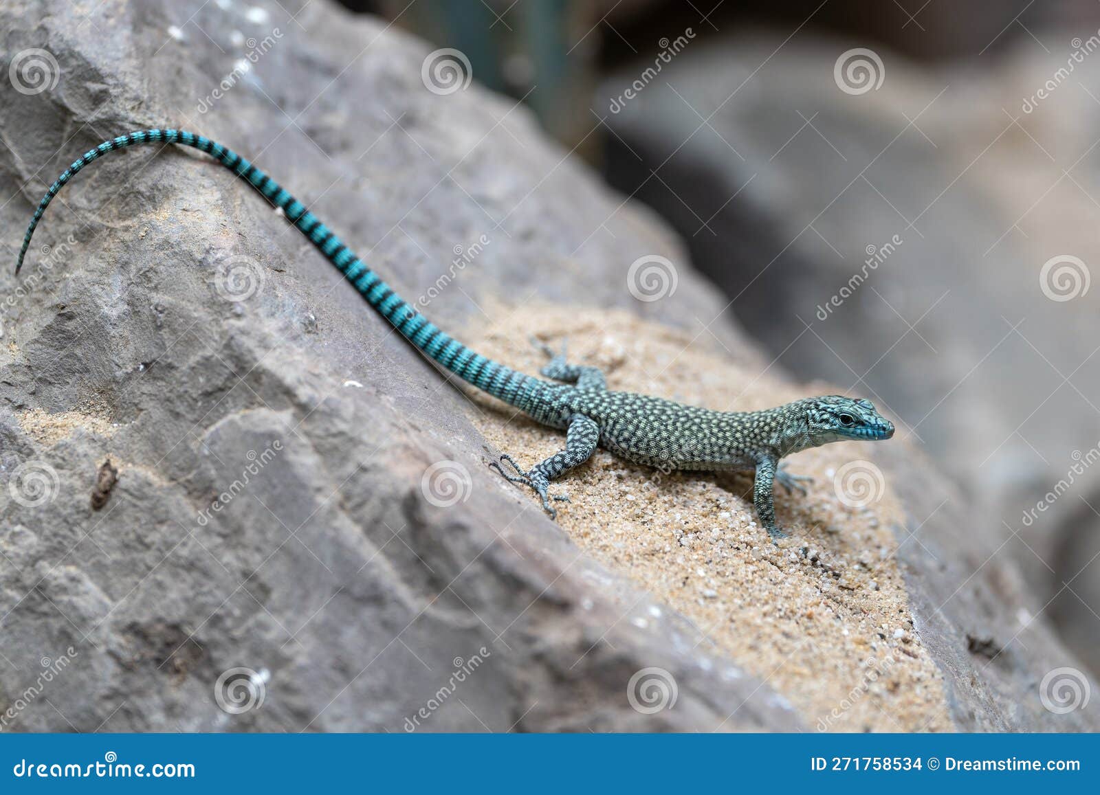 Sharp-snouted Lizard, Dalmatolacerta Oxycephala Stock Photo - Image of ...