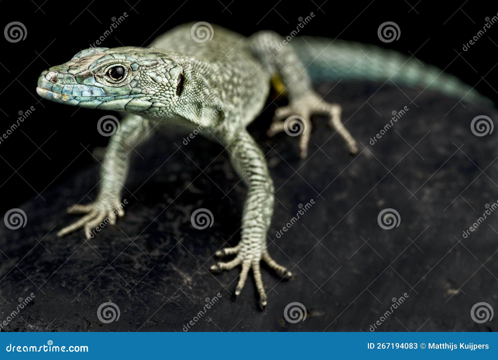 Sharp-snouted Rock Lizard Dalmatolacerta Oxycephala Stock Image ...