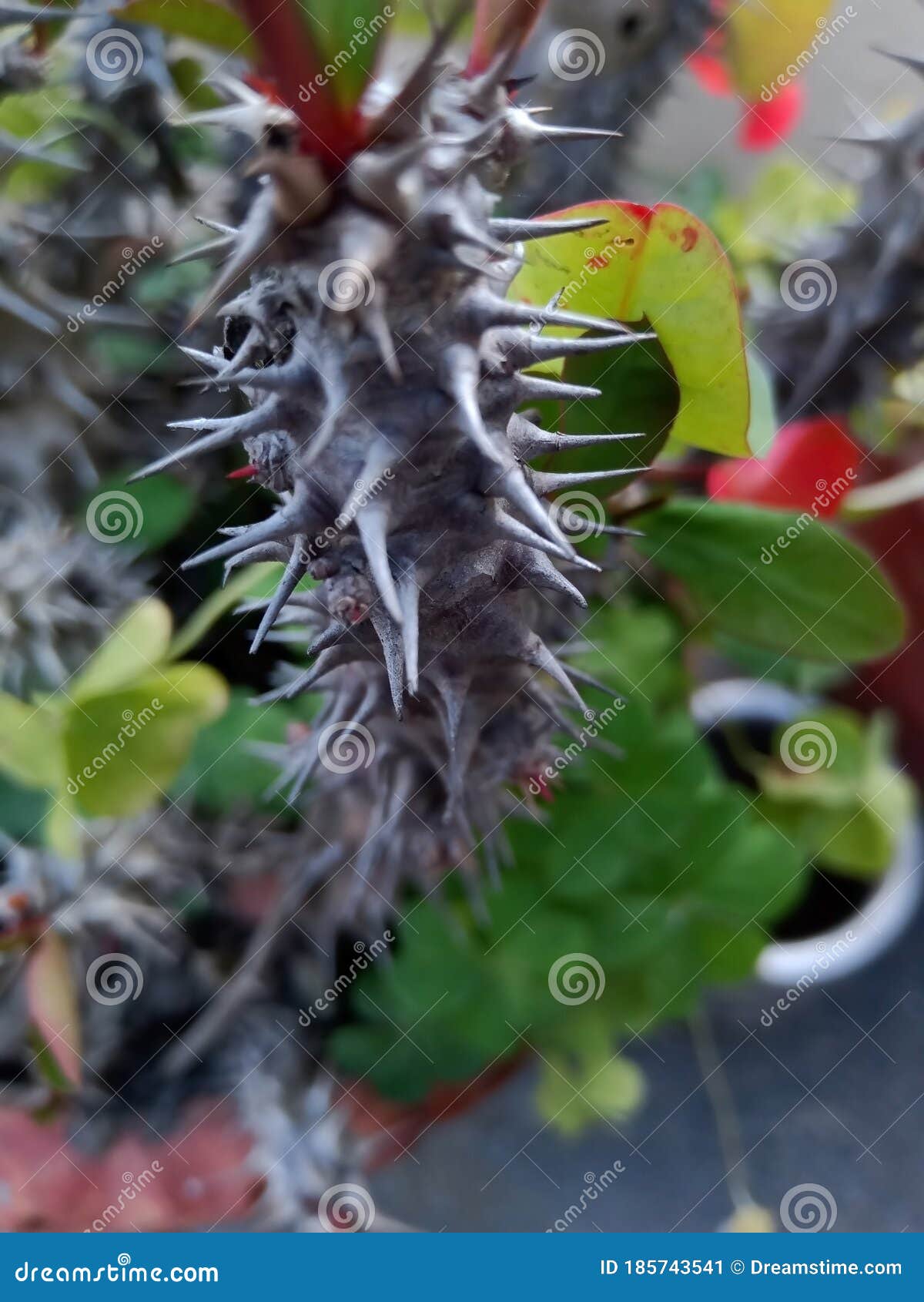 Sharp Spike Plant Stem in a Closeup View Stock Image - Image of parts ...