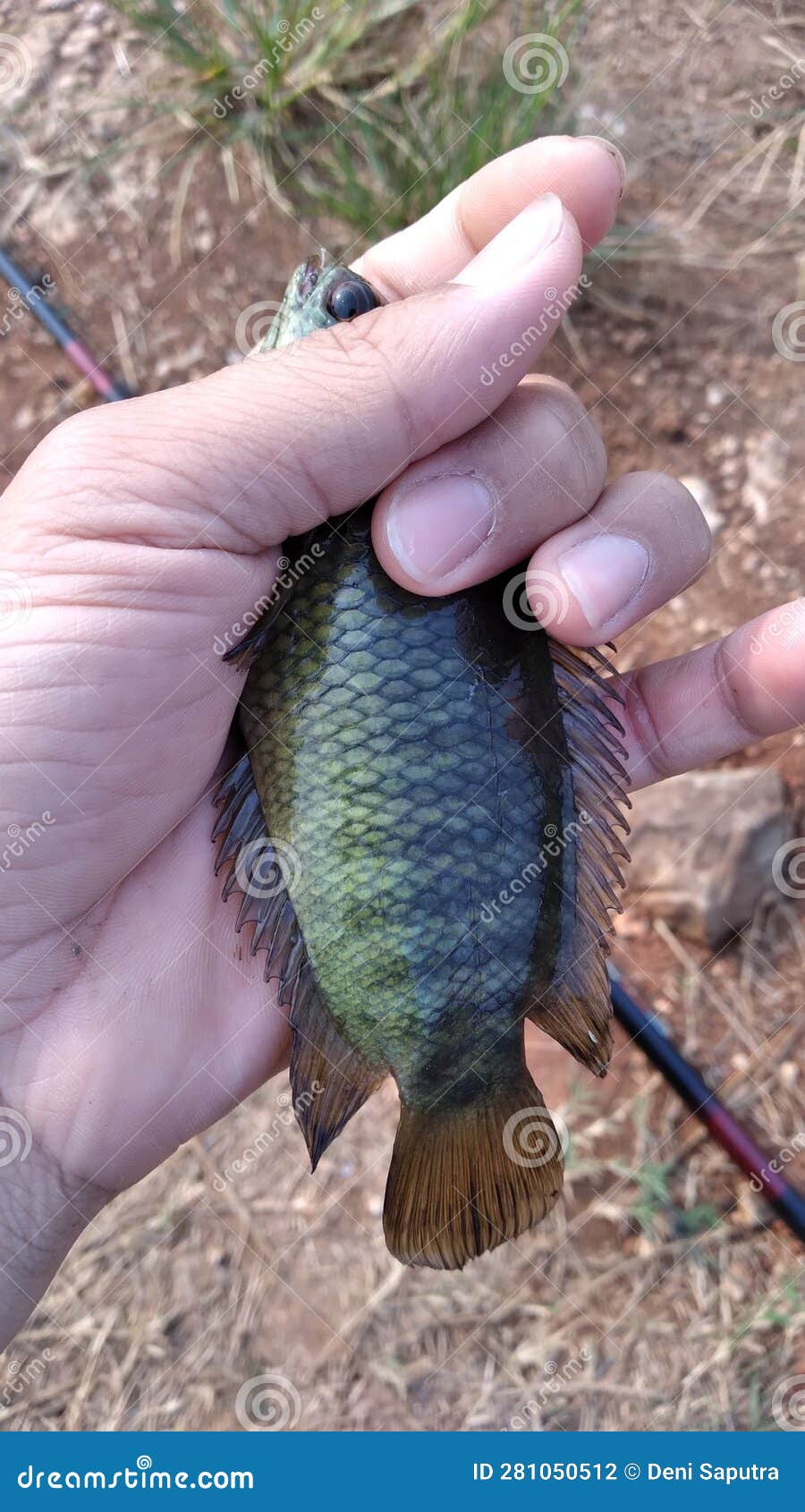 A Sharp Spiked Betok Fish in the Hand Stock Photo - Image of amphibian ...