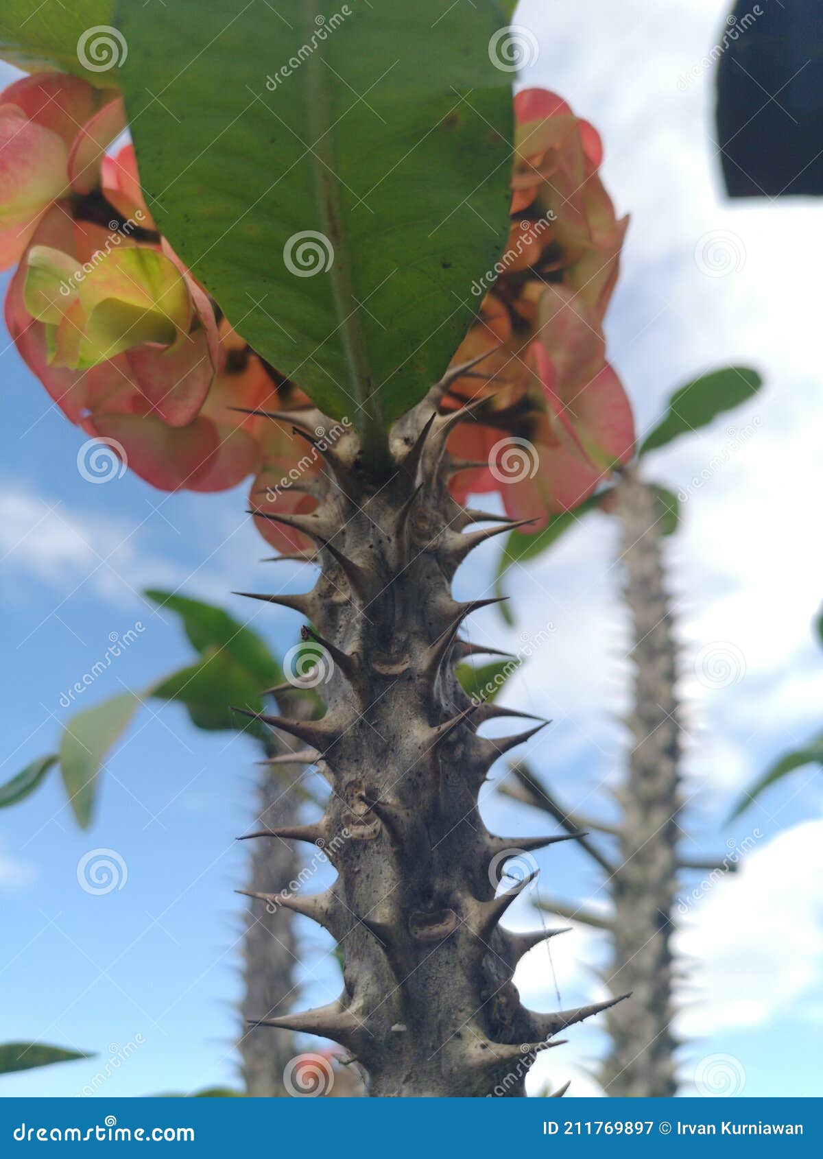 Sharp spiked tree trunks stock image. Image of twig - 211769897