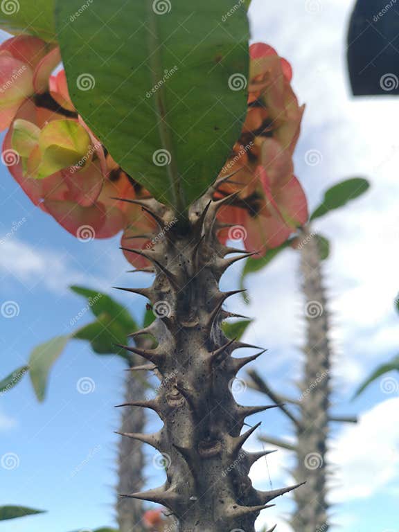 Sharp spiked tree trunks stock image. Image of twig - 211769897