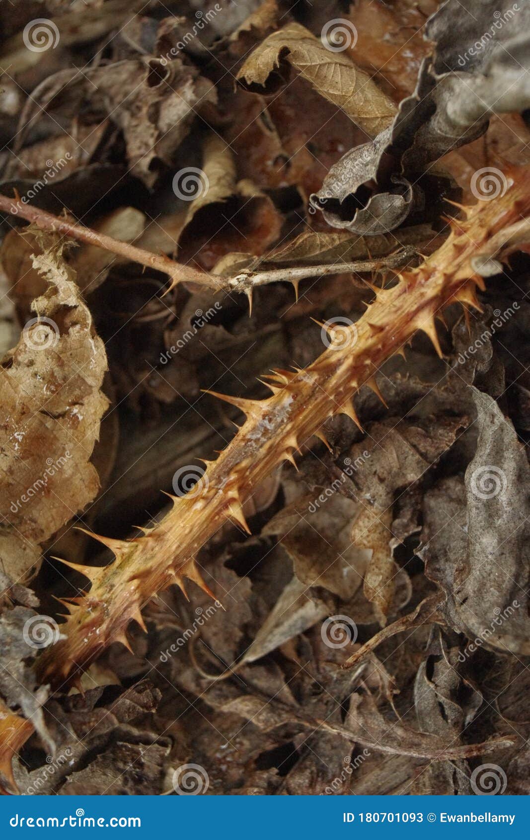 Sharp spiky thorns stock image. Image of autumn, leaves - 180701093