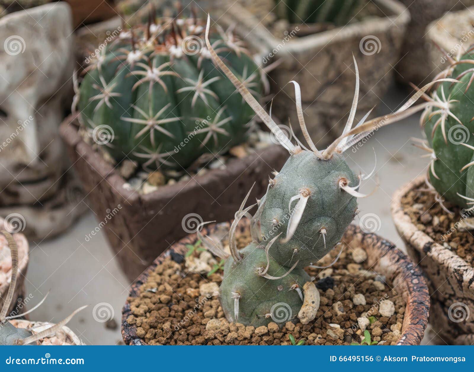 Sharp spine cactus stock photo. Image of cultivation - 66495156