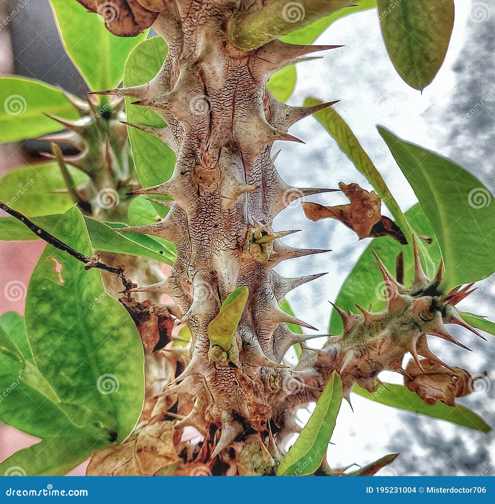 Sharp Spines on a Branch of Tree. Stock Photo - Image of branch, spines ...